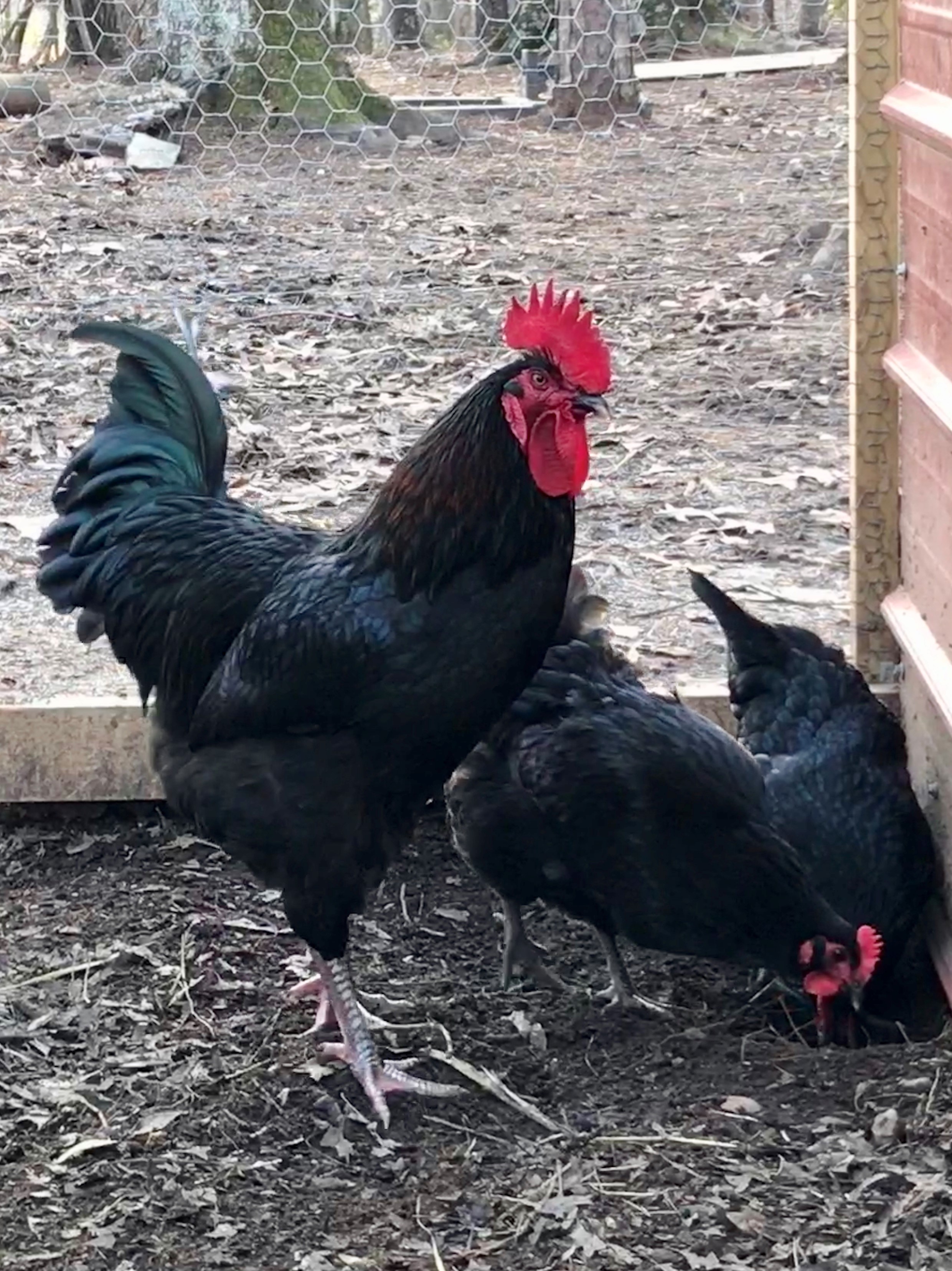 Black Australorp – Crooked Toe Farm